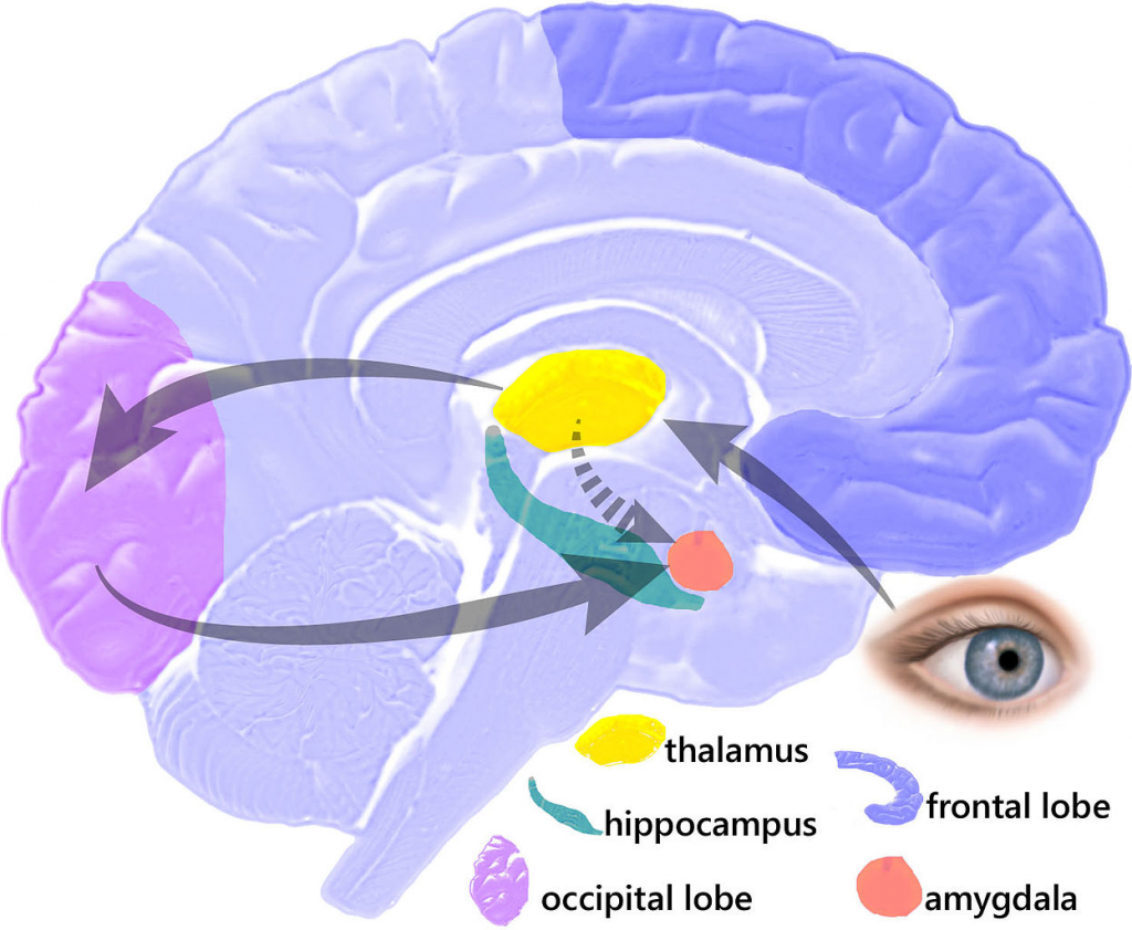 A Quick Look Under the Hood: The Amygdala, Hippocampus and Traumatic ...